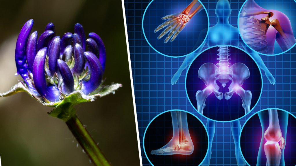 Devil's Claw: Proven to Treat Arthritis, Inflammation, and Several Ailments